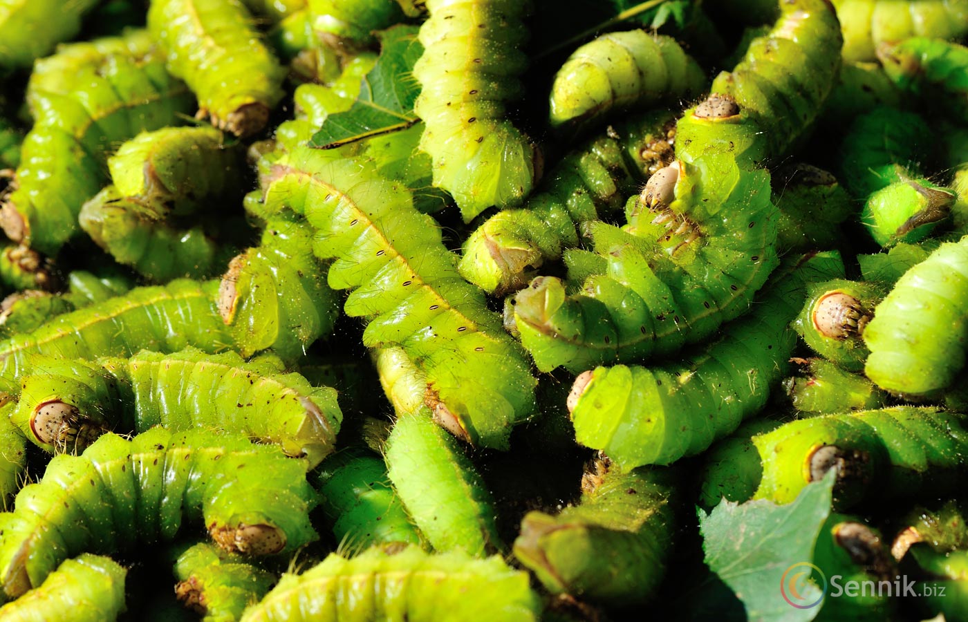 Sennik Robaki, robak - znaczenie snu w sennik.biz